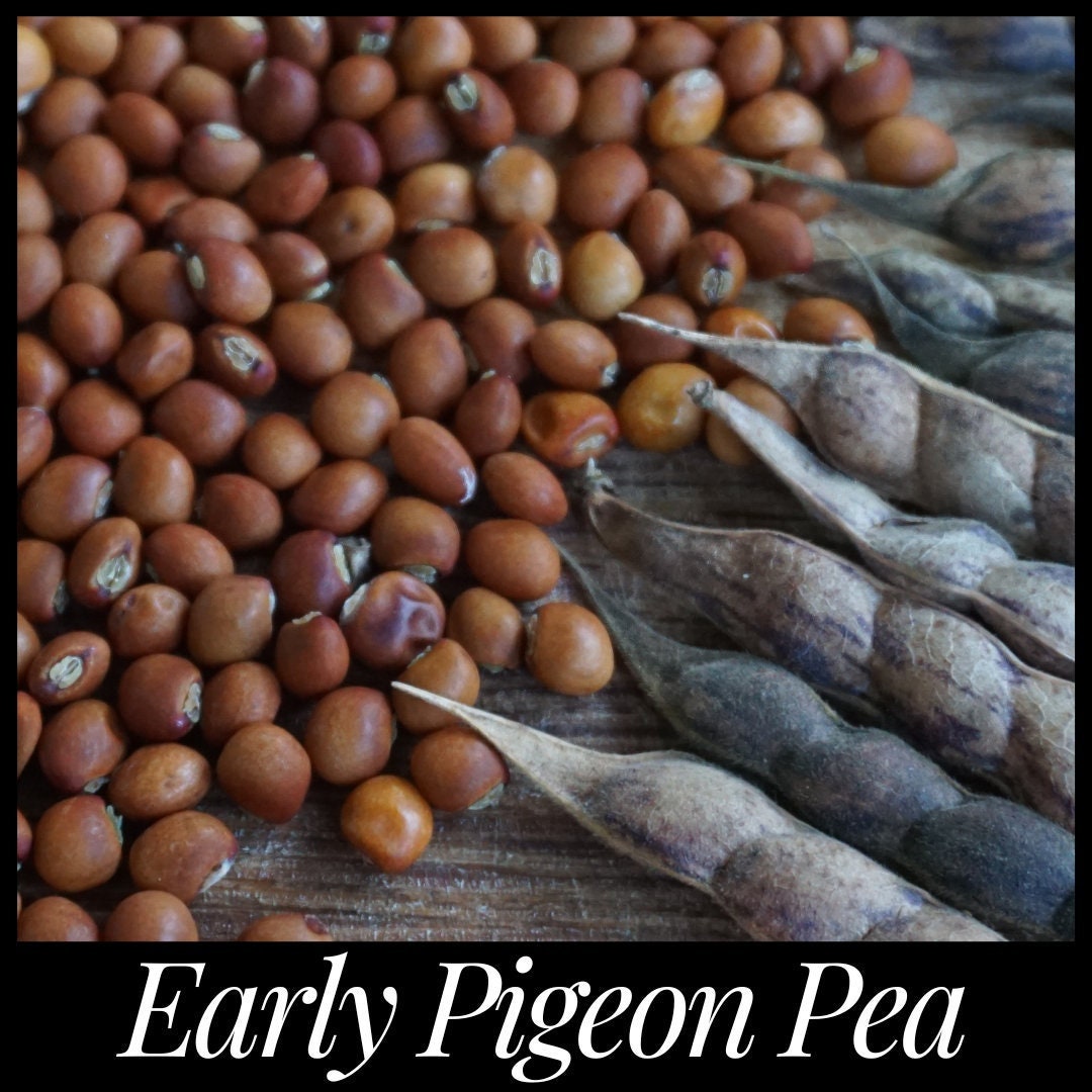 15 Early Maturing, Northern Adapted Pigeon Pea Seeds Cajanus Cajan ...
