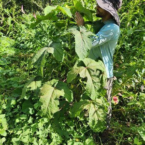 20 'tree Okra' Seeds, Giant Okra, Perennial Okra “nkruma Tenten” Okra ...