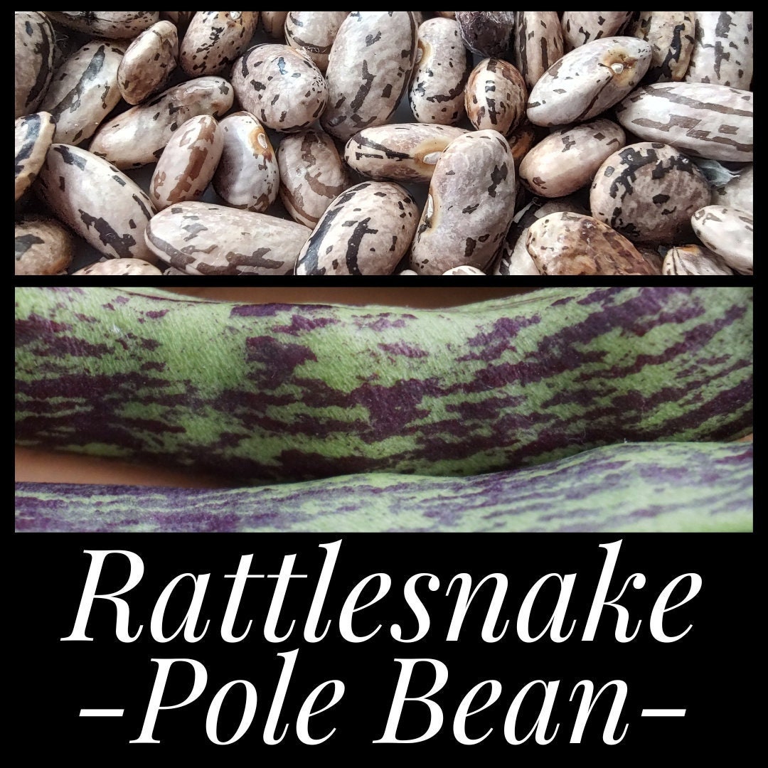 15 Rattlesnake Pole Bean, Preacher Pole Bean , Organic Southern ...