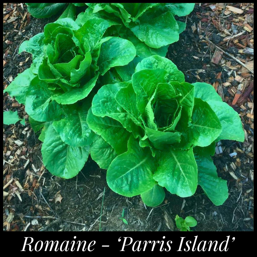 25 'parris Island Cos Romaine' Lettuce Seeds, Frost Tolerant Lettuce ...