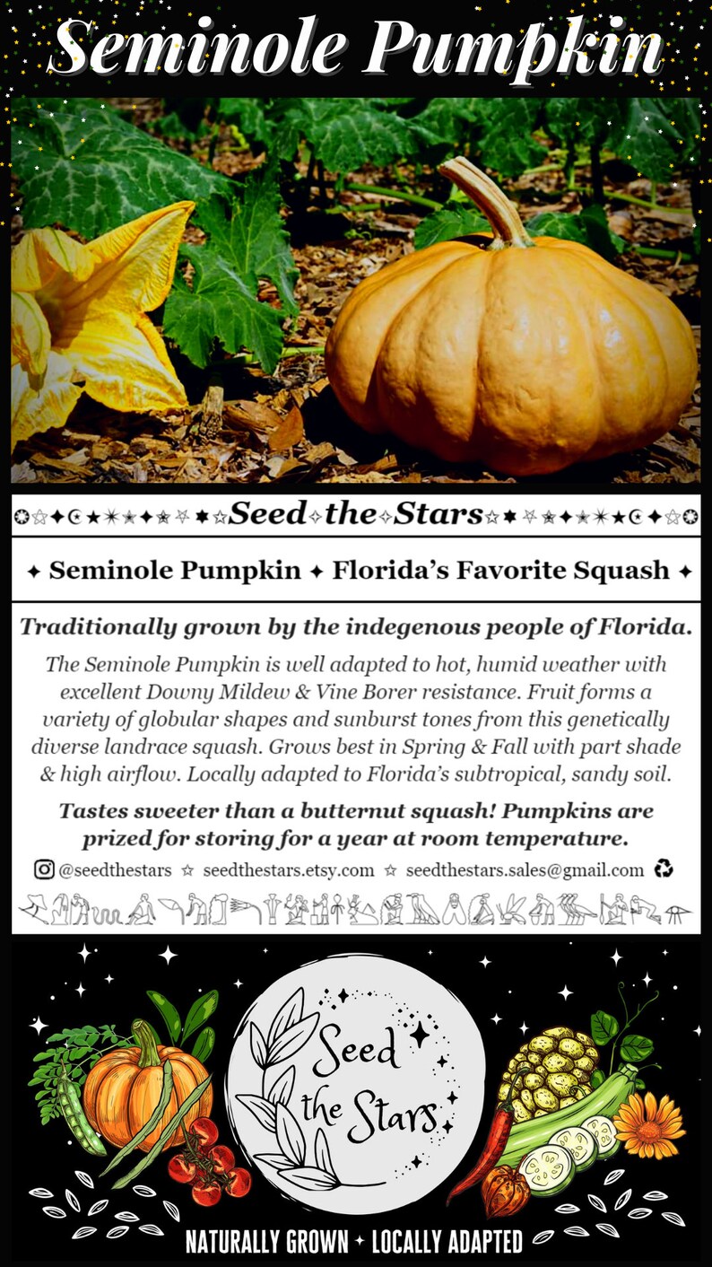FLORIDA HEIRLOOM Seeds 4 Pack Seminole Pumpkin Seeds - Etsy