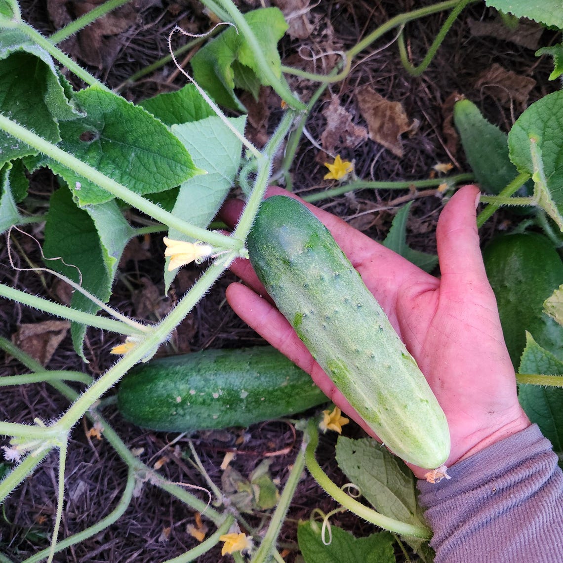 20 Pickling Cucumber Seeds, 'common Wealth' Disease Resistant Pickling ...