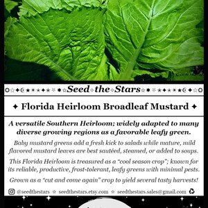 50 'florida Broadleaf Mustard' Seeds, Southern Heirloom Mustard Greens ...
