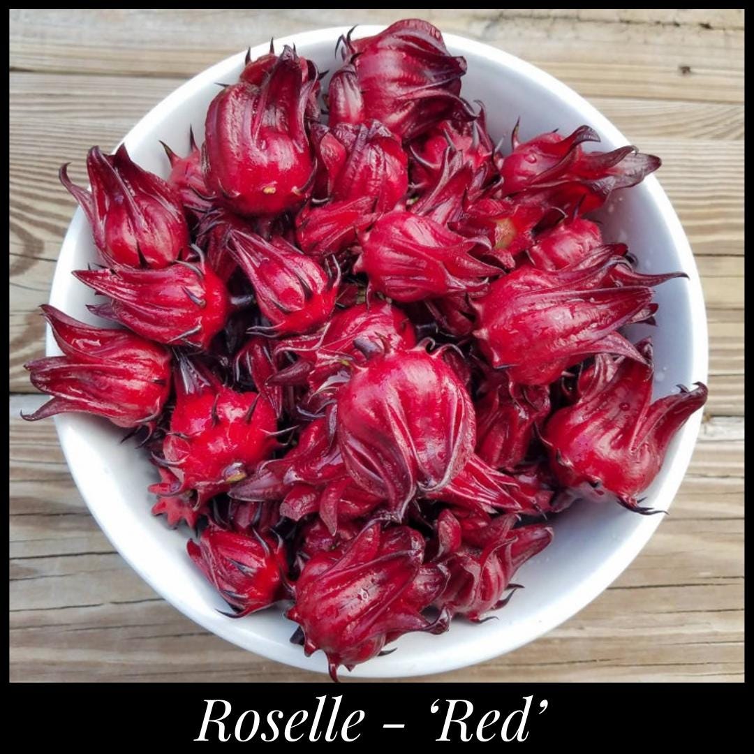 15 'red' Roselle Seeds, Florida Cranberry Jamaican Sorrel Seeds ...
