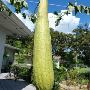 15 'white Seeded' Luffa Seeds, Loofah Gourd Seeds, Luffa Cylindrica ...