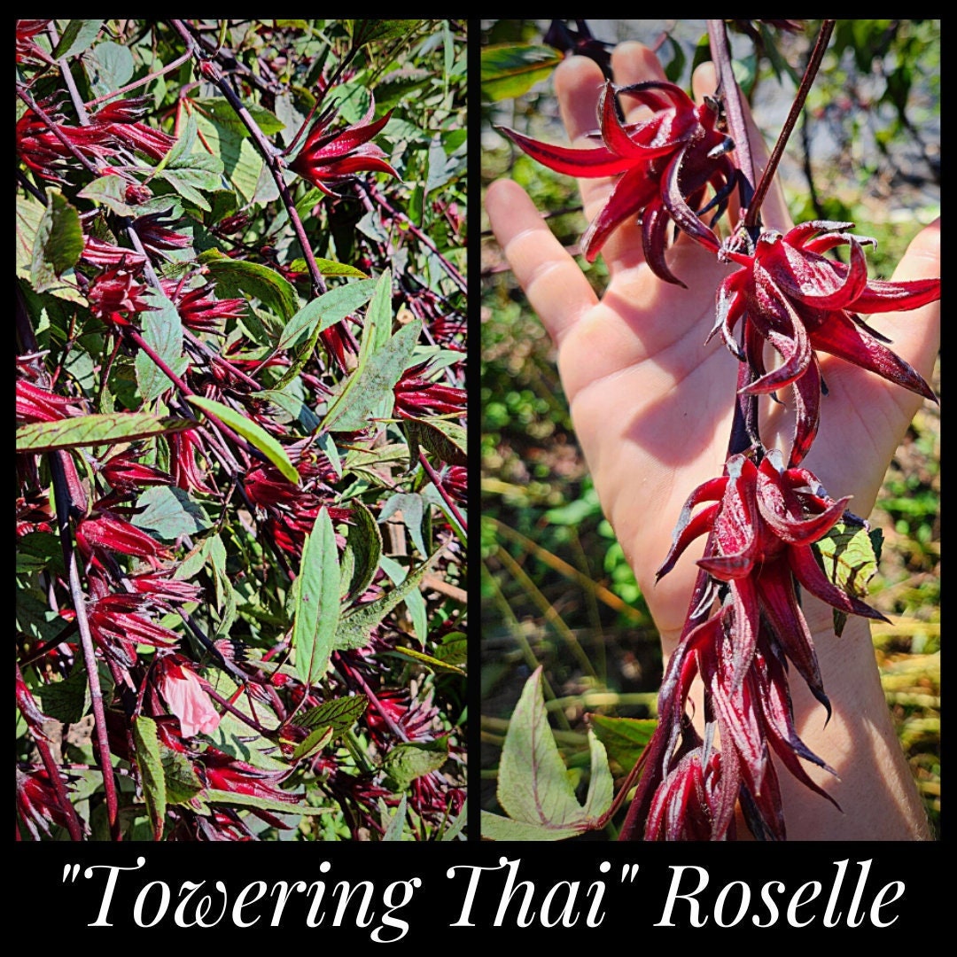 15 Roselle Seeds towering Thai Late Sorrel Variety, Florida Cranberry, Jamaican Sorrel Seeds ...