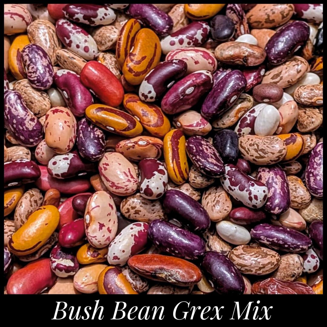 30 Bush Bean Grex Seeds, Diverse Common Dry Bean Mix, Phaseolus ...