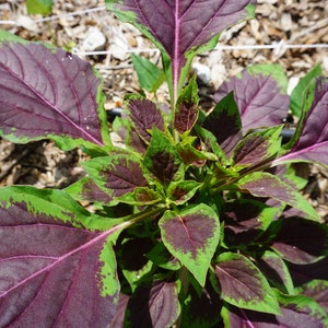 20 'lagos Spinach' Seeds, African Spinach, Nigerian Spinach, Flamingo ...