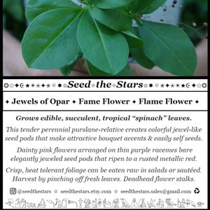 25 'jewels of Opar Seeds', Fame Flower Seeds, Flame Flower Seeds ...