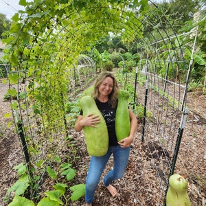10 Giant Zucca Gourd Seeds, Zucca Melon Seeds, Largest Gourd in the ...