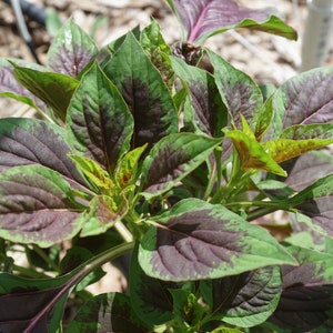 20 'lagos Spinach' Seeds, African Spinach, Nigerian Spinach, Flamingo ...
