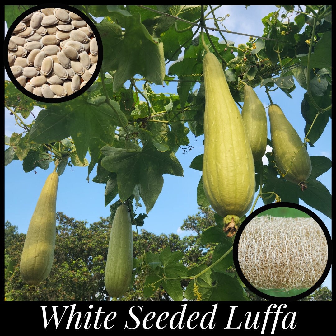 15 White Seeded Luffa Seeds, Loofah Gourd Seeds, Luffa Cylindrica Seeds ...