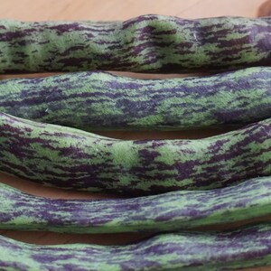 15 Rattlesnake Pole Bean, Preacher Pole Bean , Organic Southern ...