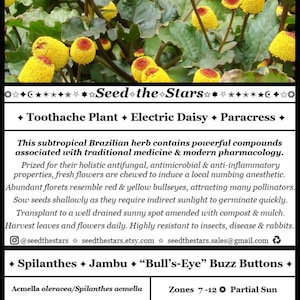 20 Electric Daisy Seeds, Toothache Plant Seeds, Red & Yellow Spilanthes ...