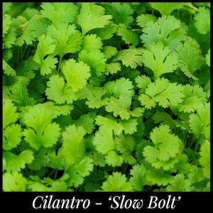 50 Cilantro Seeds, 'slow Bolt' Variety; Grown in Central Florida by ...