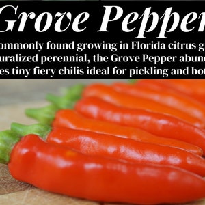 20 'florida Grove Pepper' Seeds - Bird Pepper Seeds - Hot Florida ...