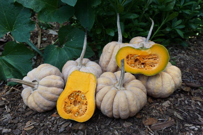 10 'chinese Tropical Pumpkin' Seeds | Disease Resistant Winter Squash ...