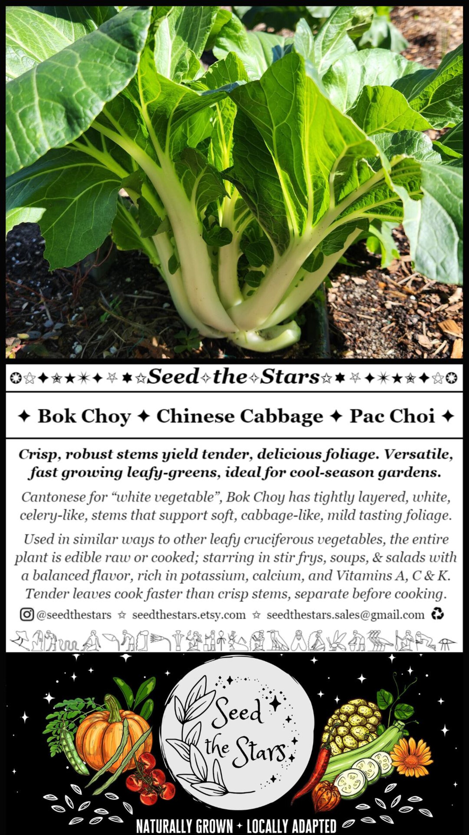50 'bok Choy' Seeds, Pac Choi Seeds, Chinese Cabbage Seeds Asian Greens ...