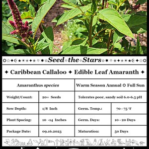 20 'caribbean Callaloo' Seeds, Edible Amaranth Seeds, Heat Tolerant ...