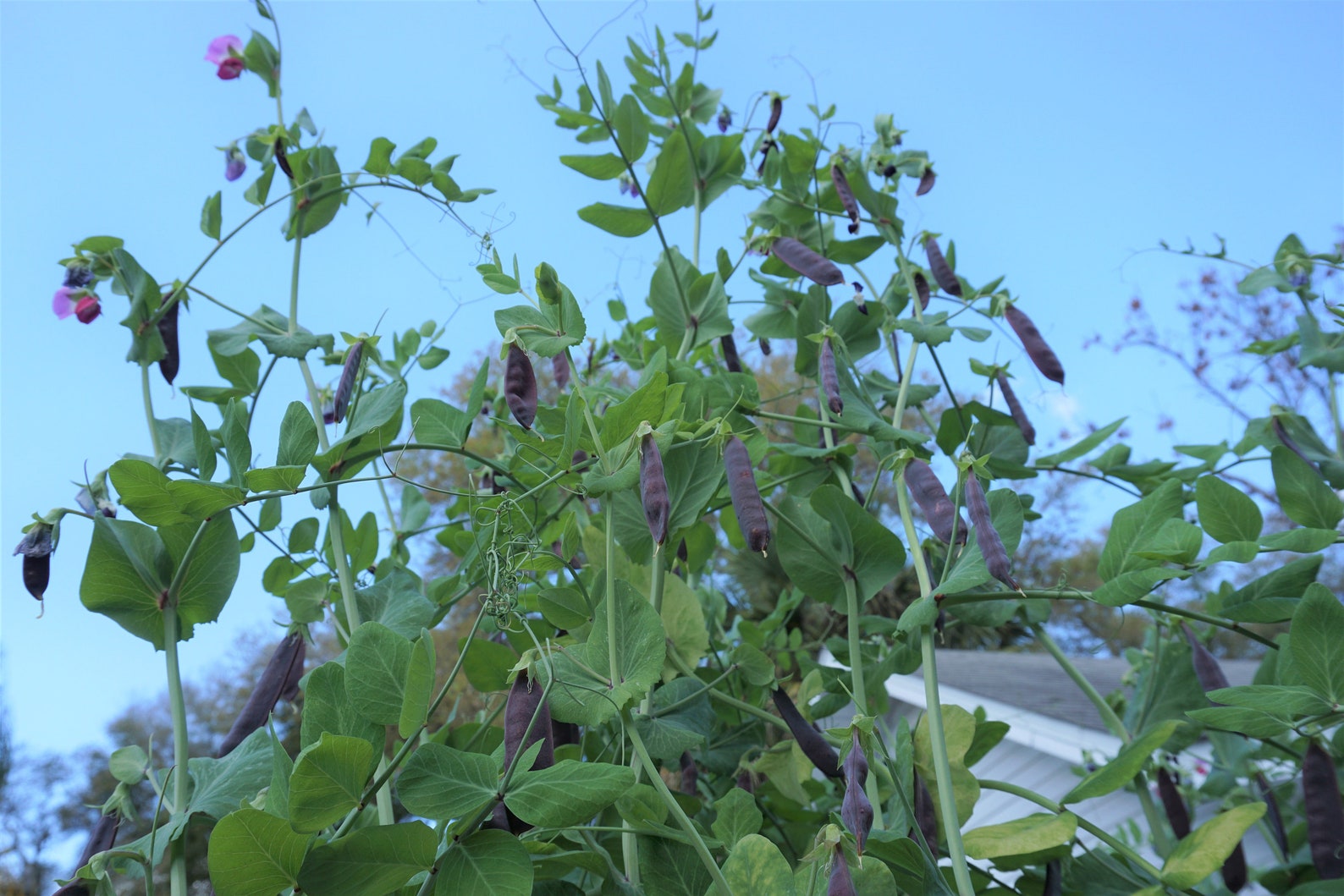15 'king Tut Purple Pea 'seeds, Purple Snow Pea Seeds, Purple Podded ...