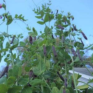 15 'king Tut Purple Pea 'seeds, Purple Snow Pea Seeds, Purple Podded ...