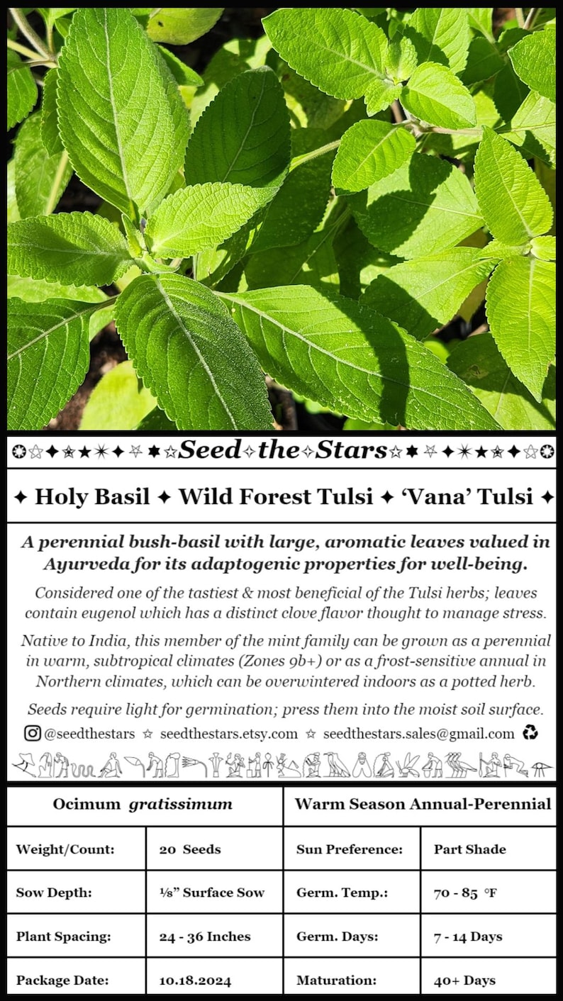 20 Holy Basil Seeds, 'Vana' Tulsi Basil Seeds, Wild Forest Tulsi Seeds ...