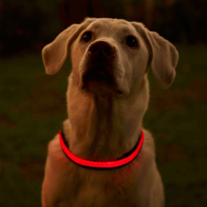 LED Lighted Dog Collar PLASMA PINK - Etsy