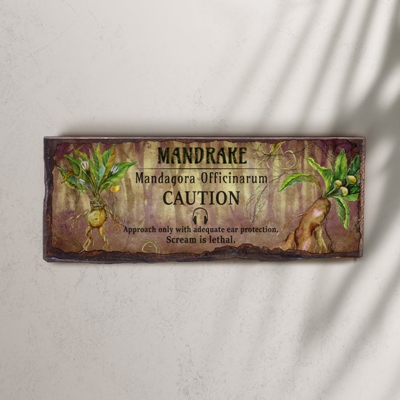Mandrake Fantasy Art wooden Sign Alchemist Magical Herbs | Etsy
