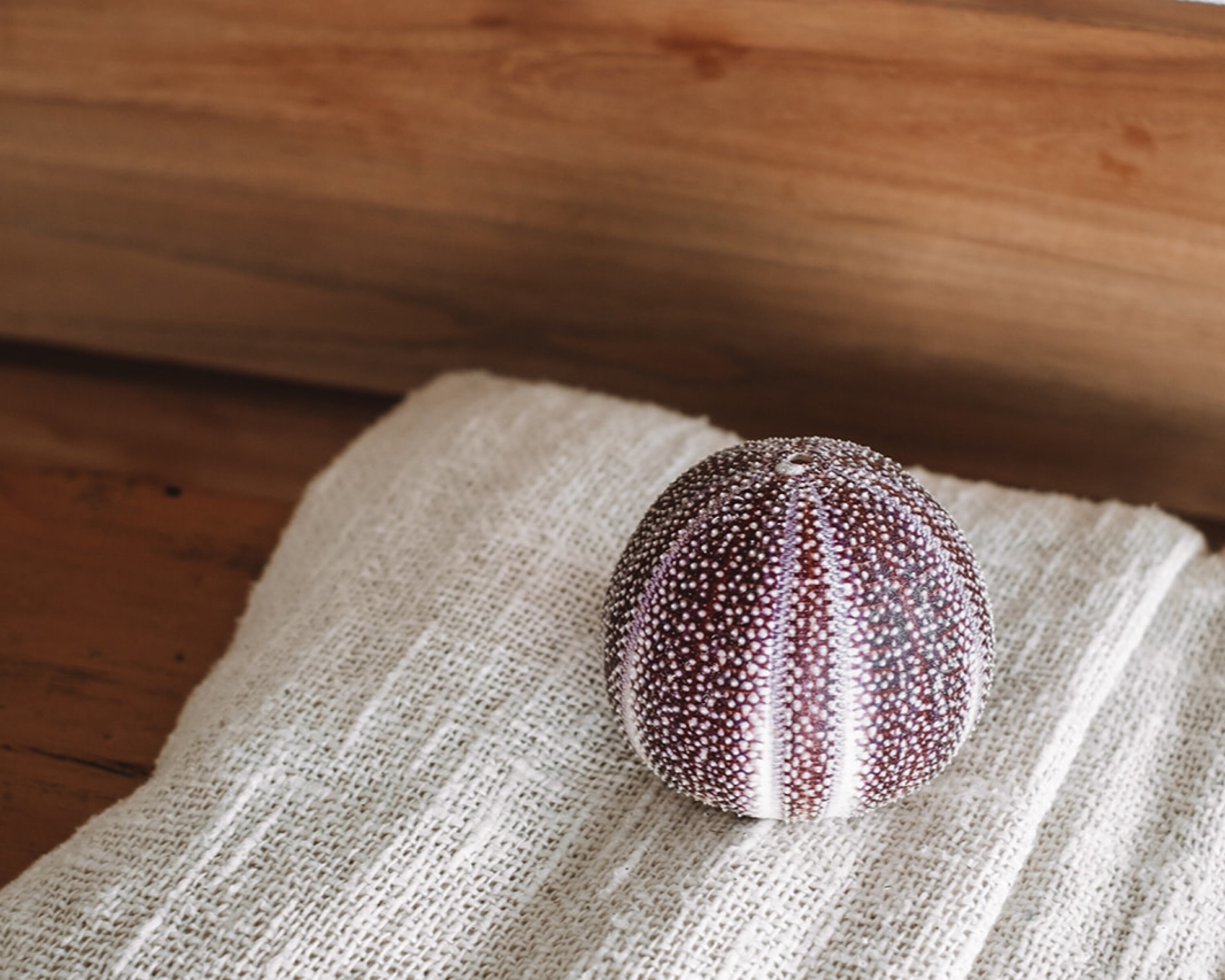 Giant Purple Sea Urchin - Etsy