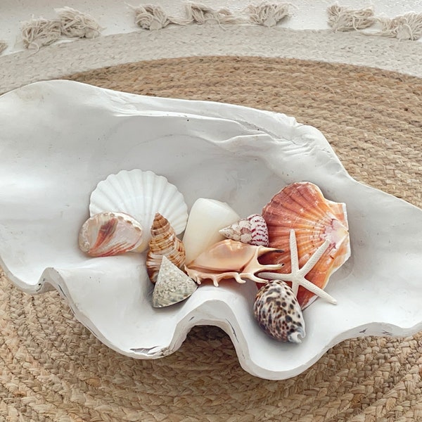 Shells for Sale - Etsy