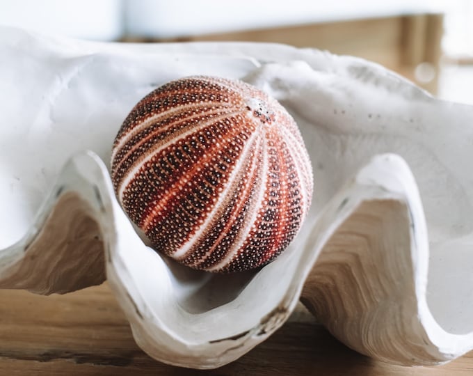 Giant Sea Urchin - Etsy