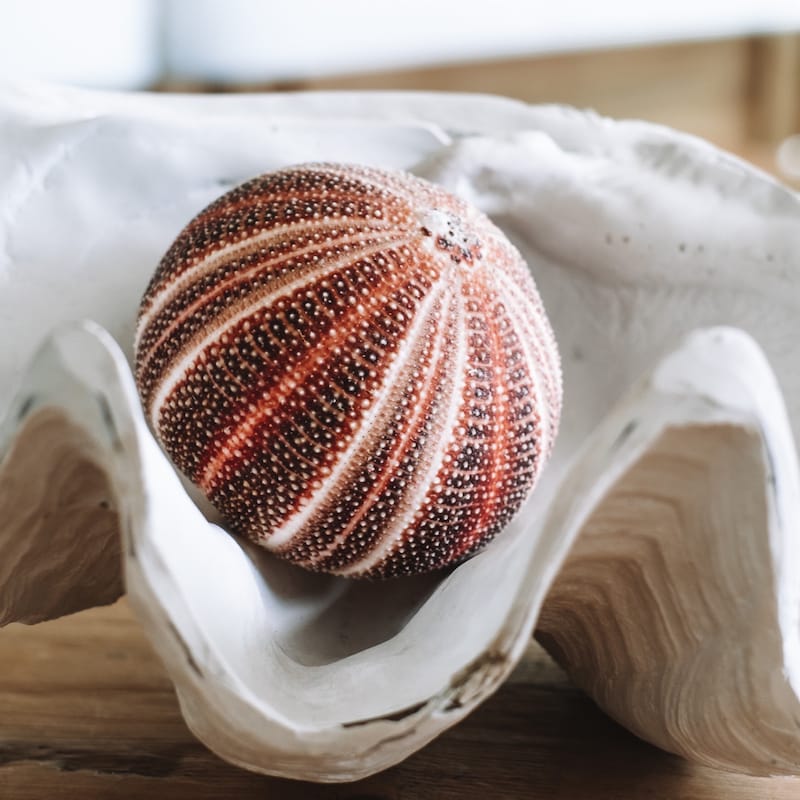Urchin - Etsy