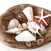 Australian Seashell Assortment With 10 Mixed Shells - Etsy Australia