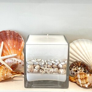 Australian Seashell Assortment With 10 Mixed Shells | Etsy Australia