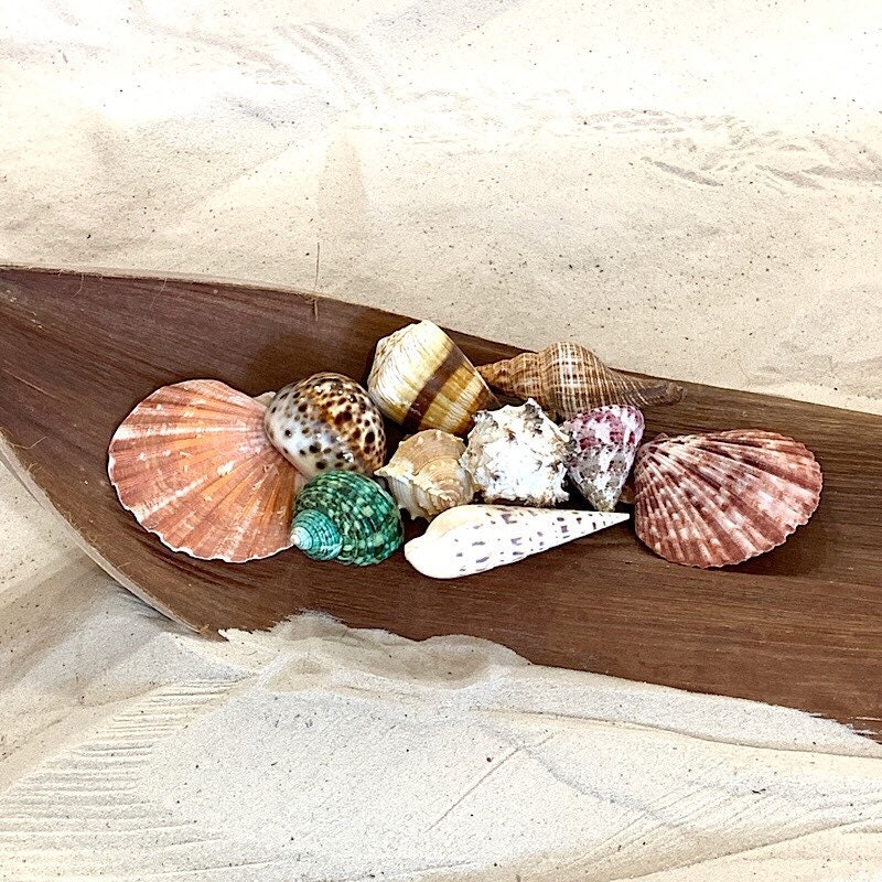 Australian Seashell Assortment With 10 Mixed Shells - Etsy Australia
