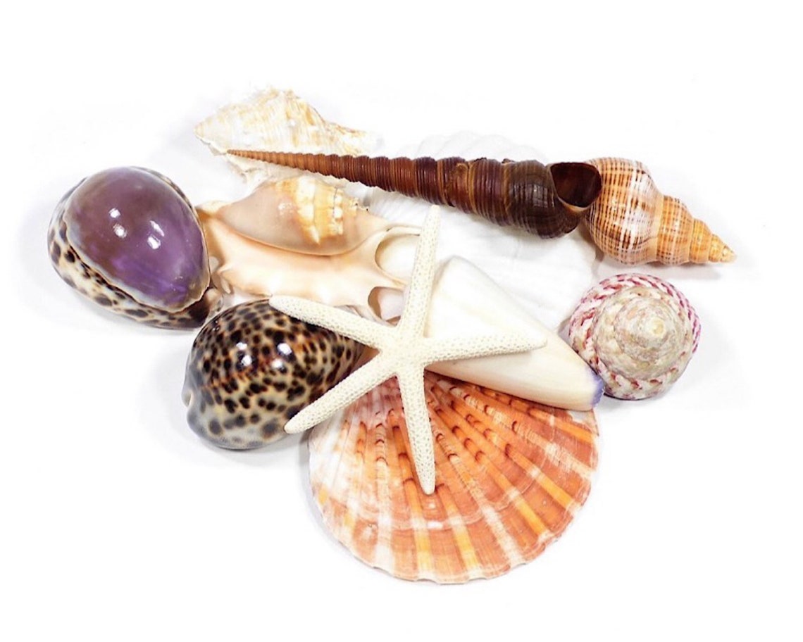Australian Seashell Assortment With 10 Mixed Shells | Etsy Australia