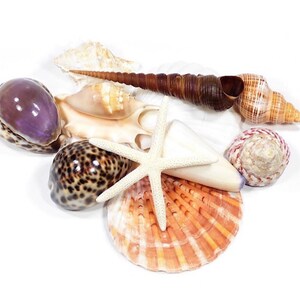 Australian Seashell Assortment With 10 Mixed Shells - Etsy Australia