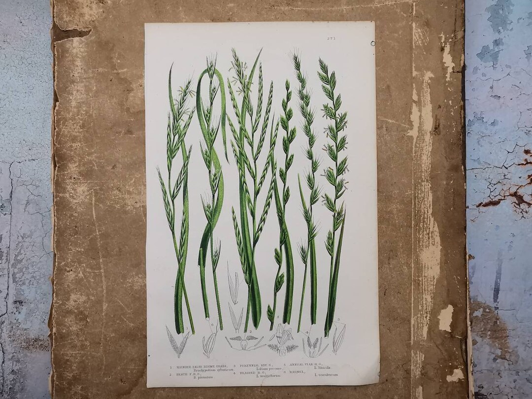 Grasses Illustration, Antique Botanical Chromolithography, Anne Pratt ...
