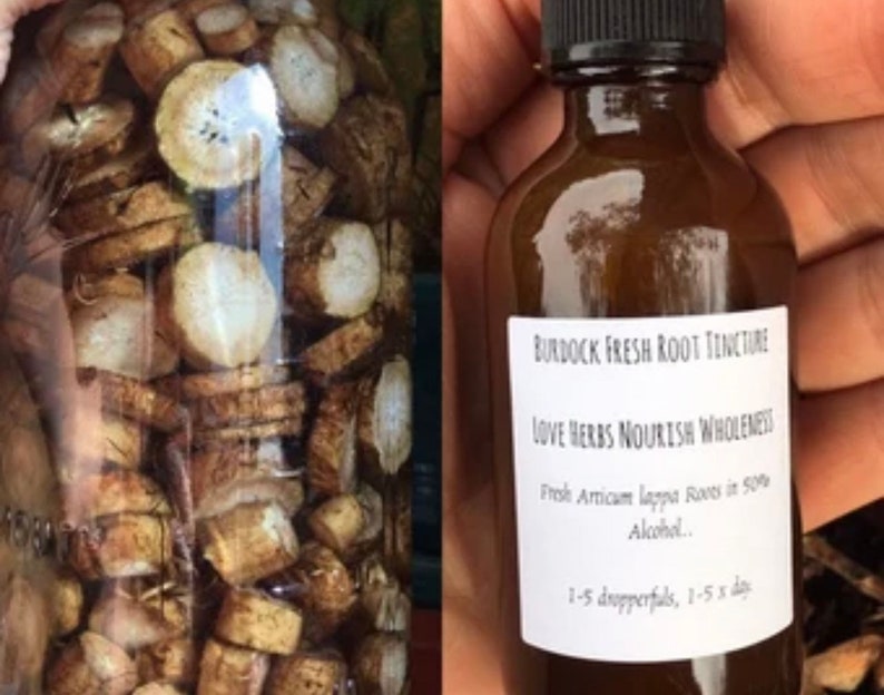 Burdock Root Tincture - Etsy