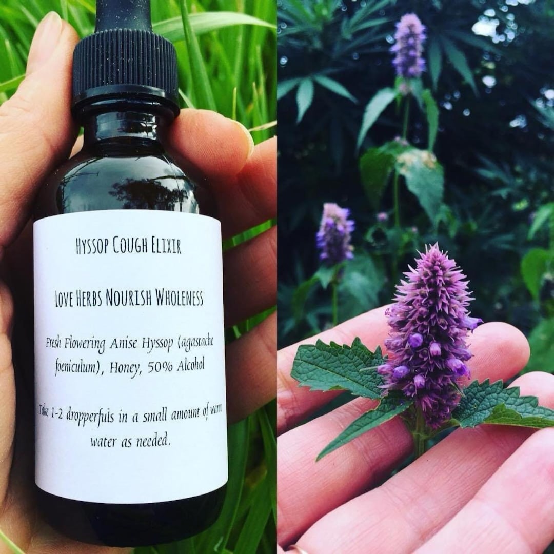 Hyssop Cough Elixir - Etsy