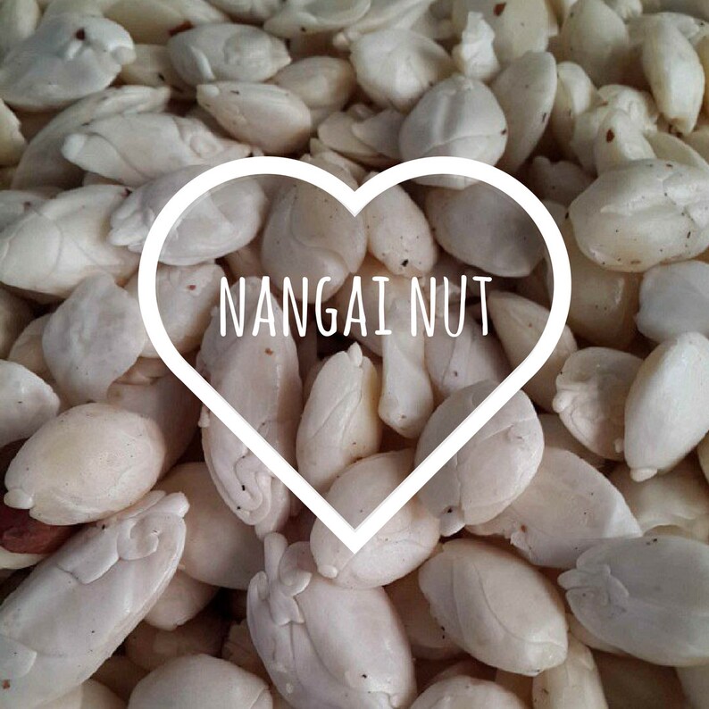 Nangai Oil Canarium Indicum Ngali Nut 100% Pure and | Etsy