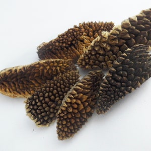 Beach Finds Driftwood Tropical Seed Pots 6 Pcs. Beachcombing Durian ...