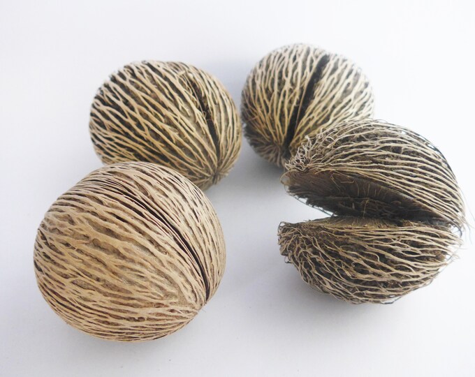 Tropical Seedpods, Seeds,unique Mix of 4 Large Exotic Seeds,beachfind ...
