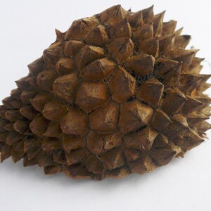 Beach Finds Driftwood Tropical Seed Pots 6 Pcs. Beachcombing Durian ...