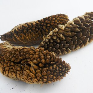 Beach Finds Driftwood Tropical Seed Pots 6 Pcs. Beachcombing Durian ...