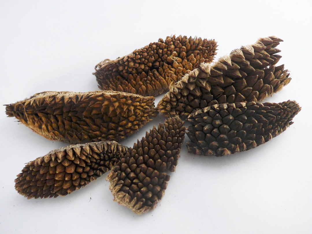 Beach Finds Driftwood Tropical Seed Pots 6 Pcs. Beachcombing Durian ...