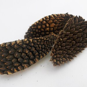 Beach Finds Driftwood Tropical Seed Pots 6 Pcs. Beachcombing Durian ...