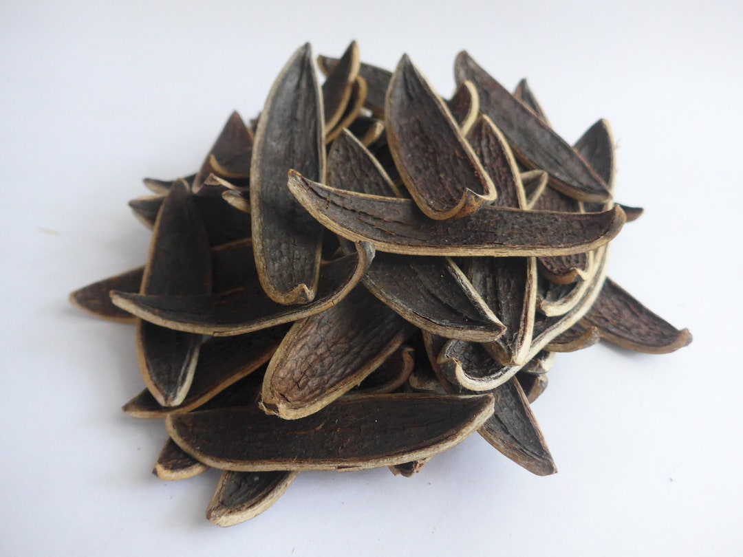 Tropical Seed Pots Bulk Lot Seed Pots Beach Find Beachcombing Hard ...