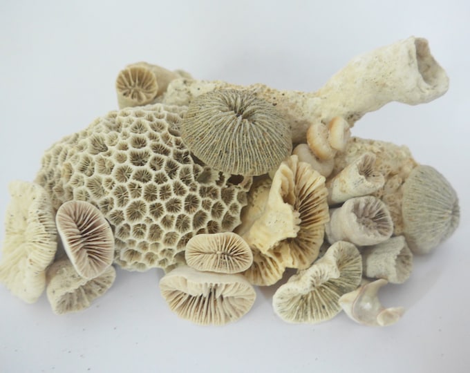 Beach Coral Mix/island Coral Lot/assorted Tropical Corals/19 Pieces ...