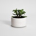 Gray Concrete Plant Pot Parvi Baby Plant Pot Modern Concrete ...